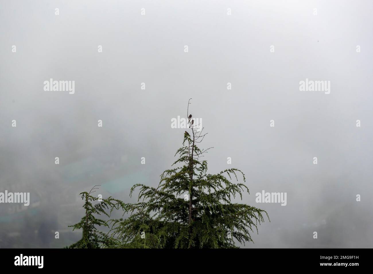 A pair of Himalayan Bulbuls sit atop a cedar tree as mist envelops a ...