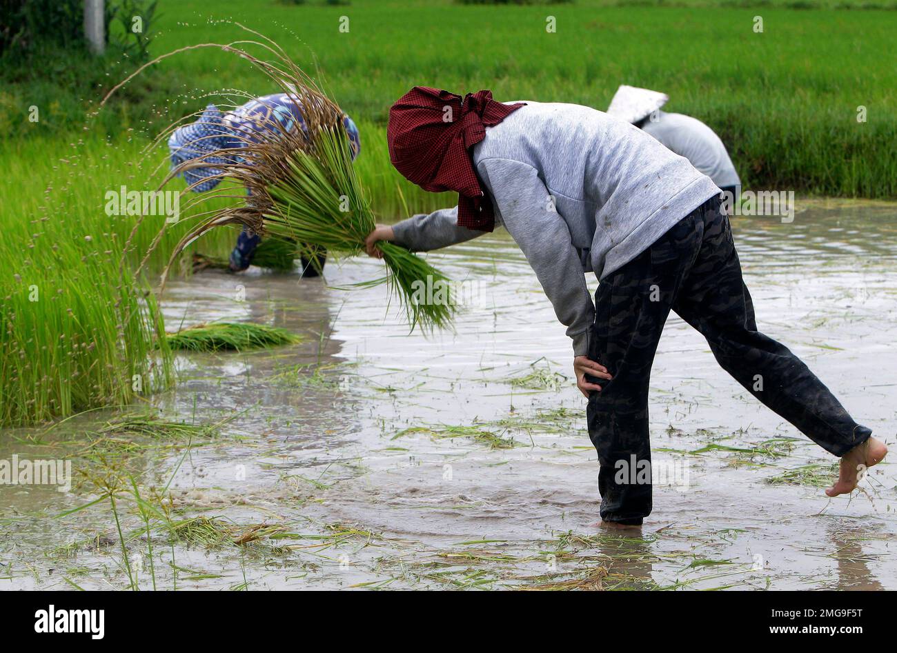 A local farmer, foreground, cleans mud from the rice seedlings at a ...