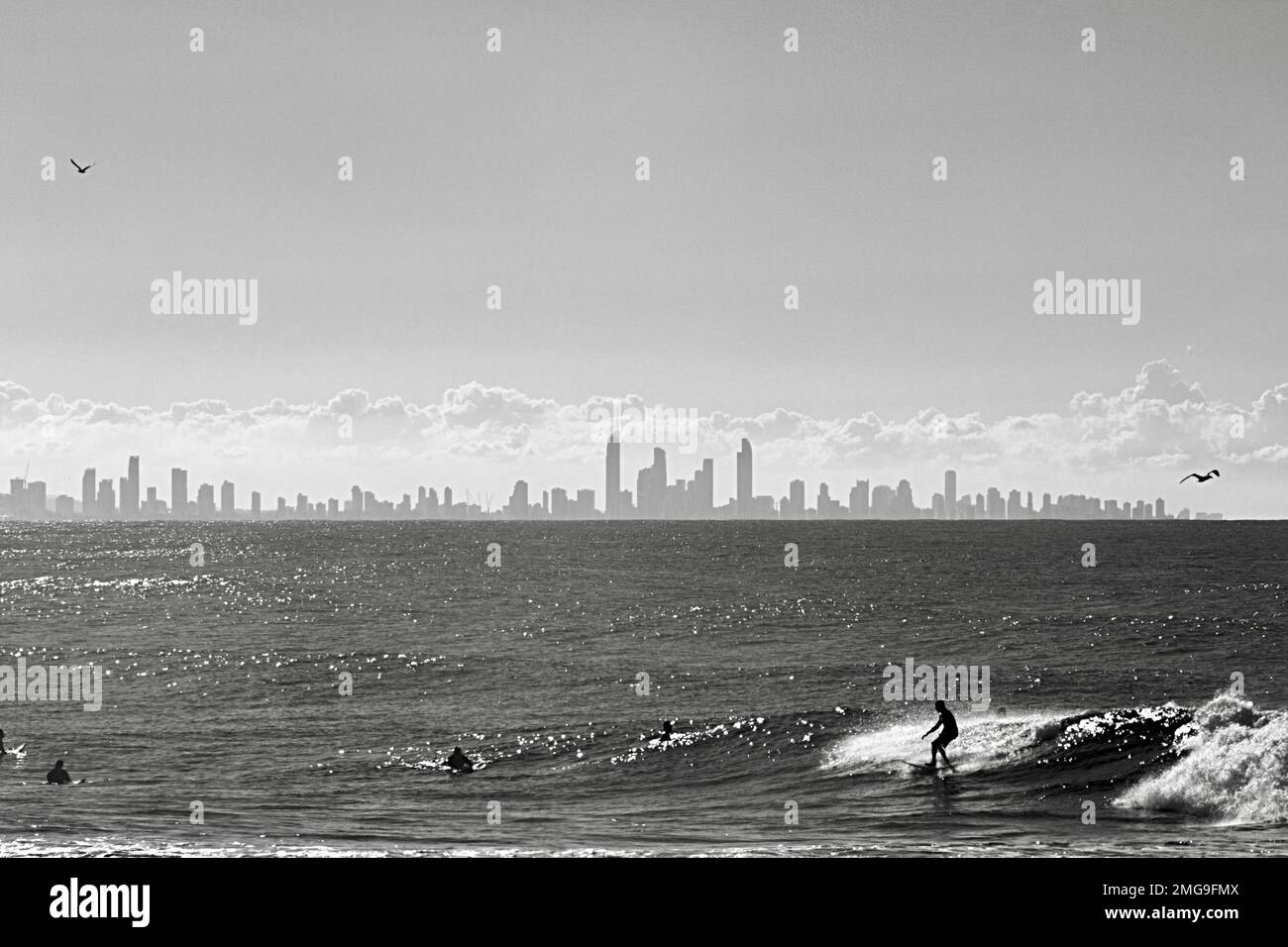 Black and white surfing on the Gold Coast with the city in the distance ...
