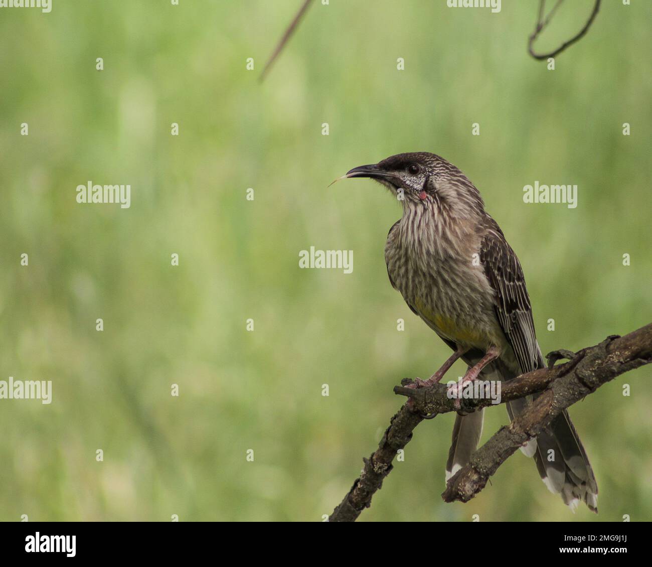 Red wattle bird sticking it's tongue out in the wetlands Stock Photo ...