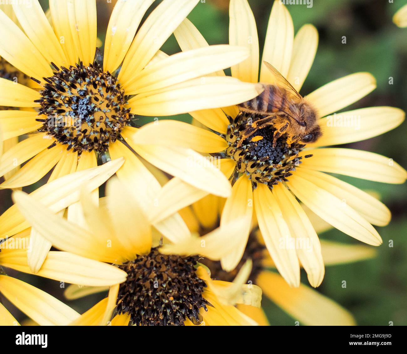 Honey Bee covered in pollen Stock Photo - Alamy