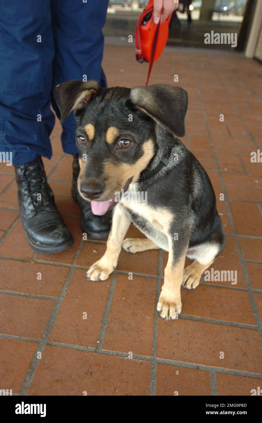 Animals - 26-HK-58-65. Dog on leash with Coast Guard woman outside LA ...