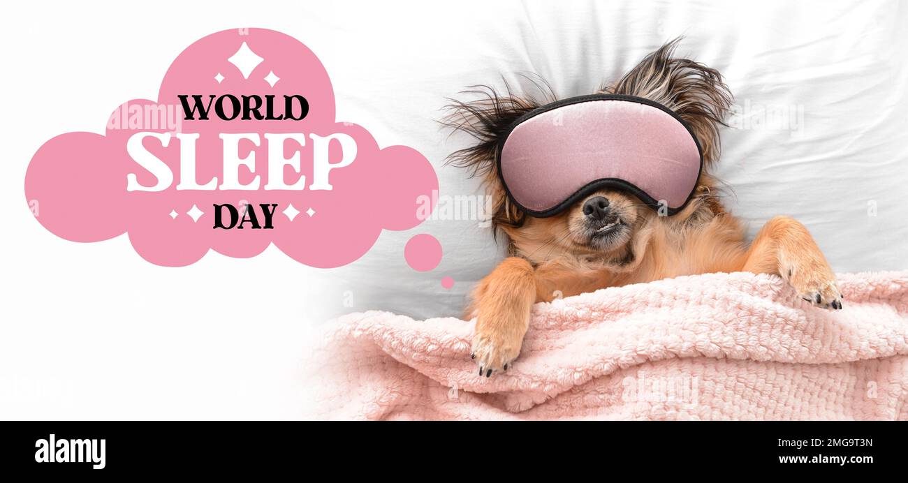 Banner for World Sleep Day with cute dog in bed Stock Photo - Alamy