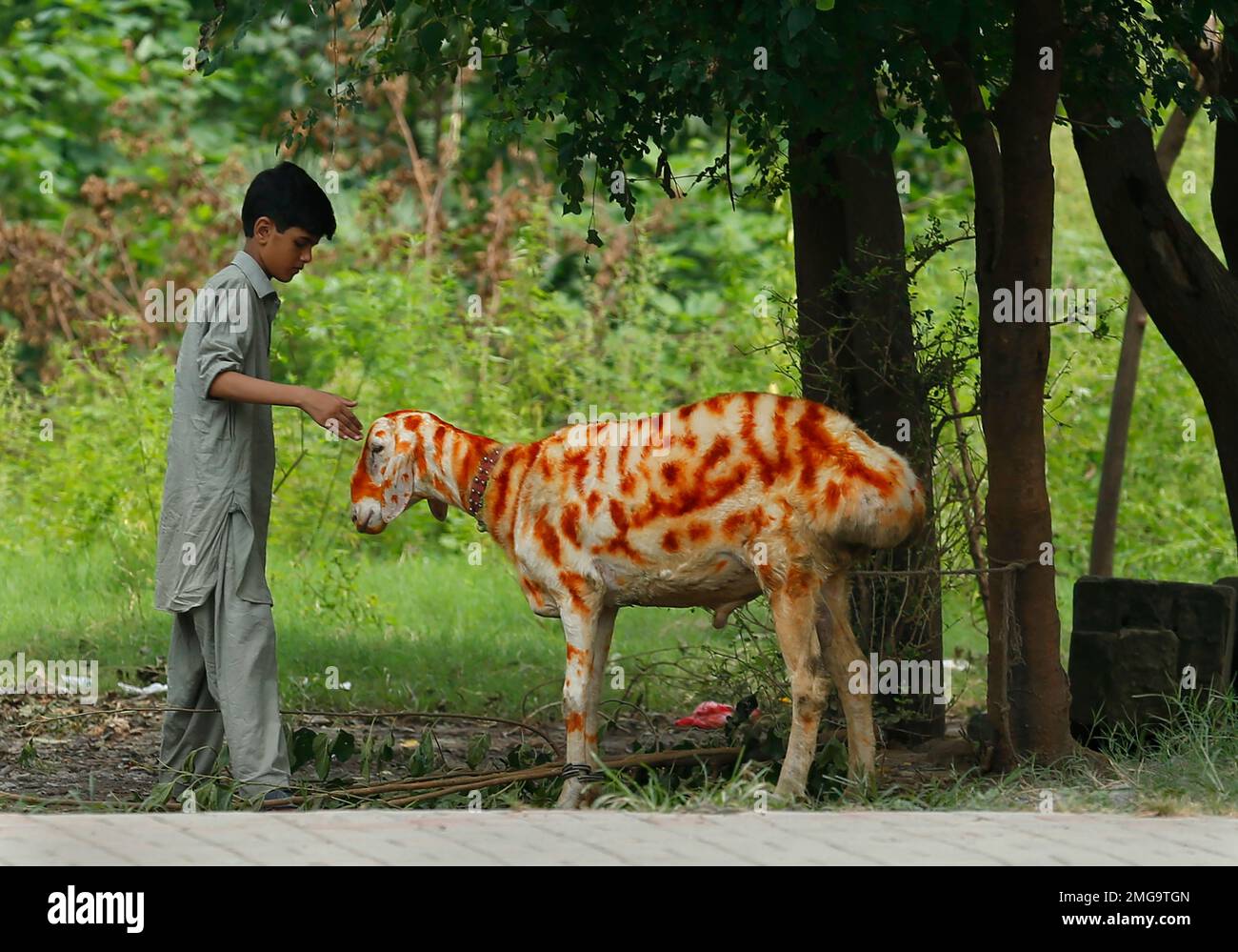 A boy takes care of sheep painting 'henna' the words 'Eid Mubarak' or ...