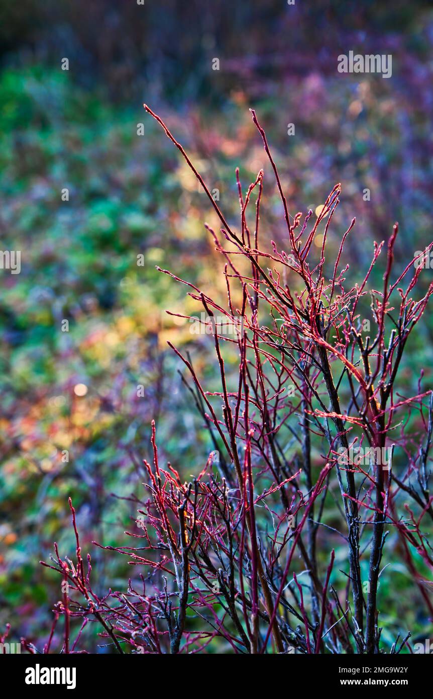 Colorful blueberry bush in autumn in a sun beam Stock Photo - Alamy