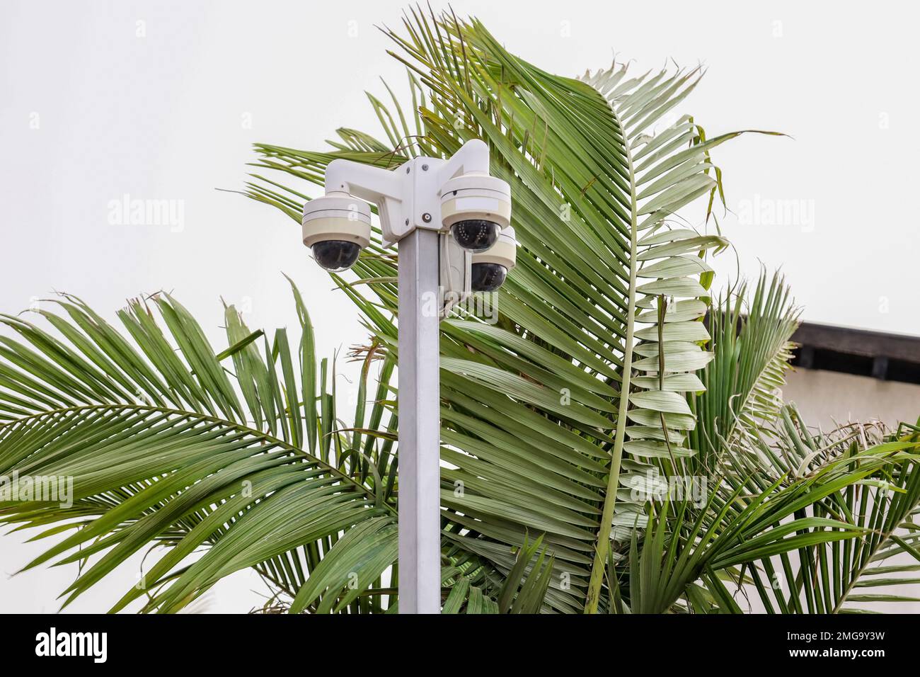 Palm tree identification hi-res stock photography and images - Alamy