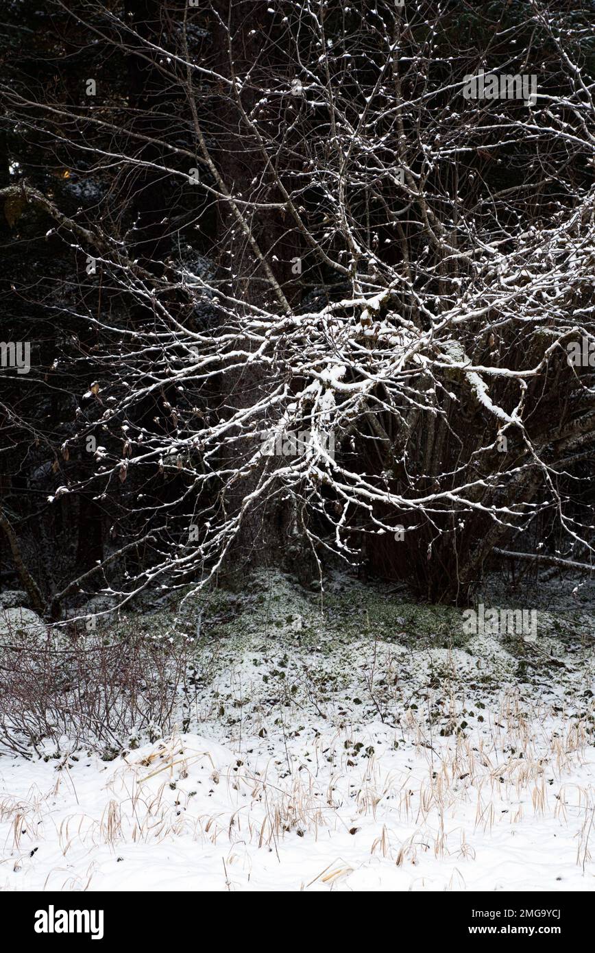 Alder branches at the forest edge in Southeast Alaska after a light ...