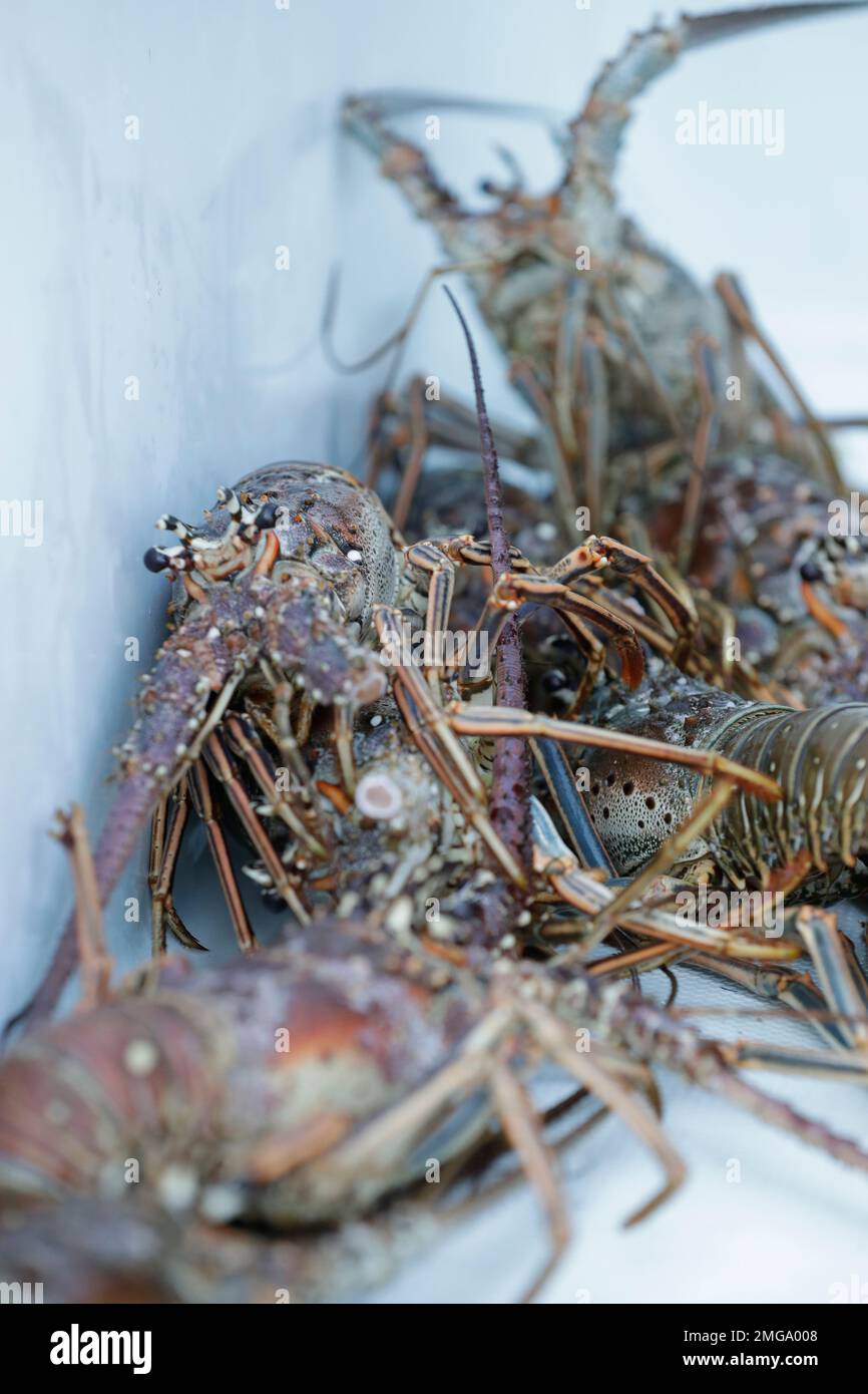 A load of spiny lobsters caught by a boatload of friends during a ...