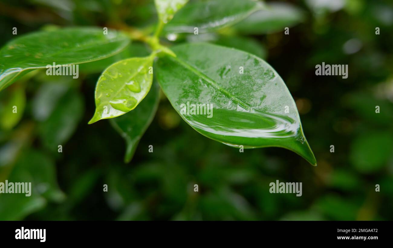 Amazing Sight Of Raindrops Pooling On The Tips Of The Leaves Stock ...