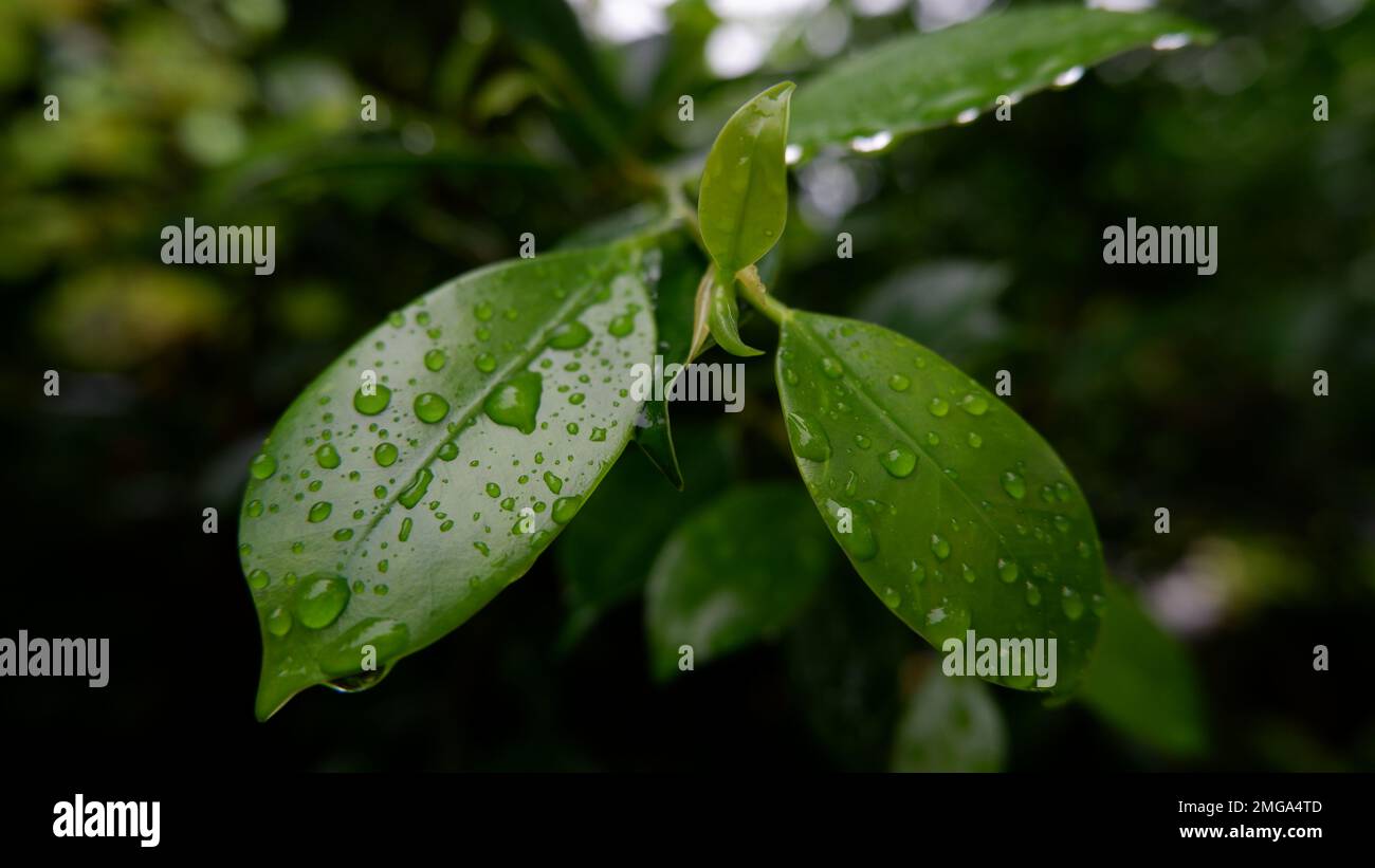 Cool View Of Some Wet Leaves From A Tree Because Of The Falling Rain ...