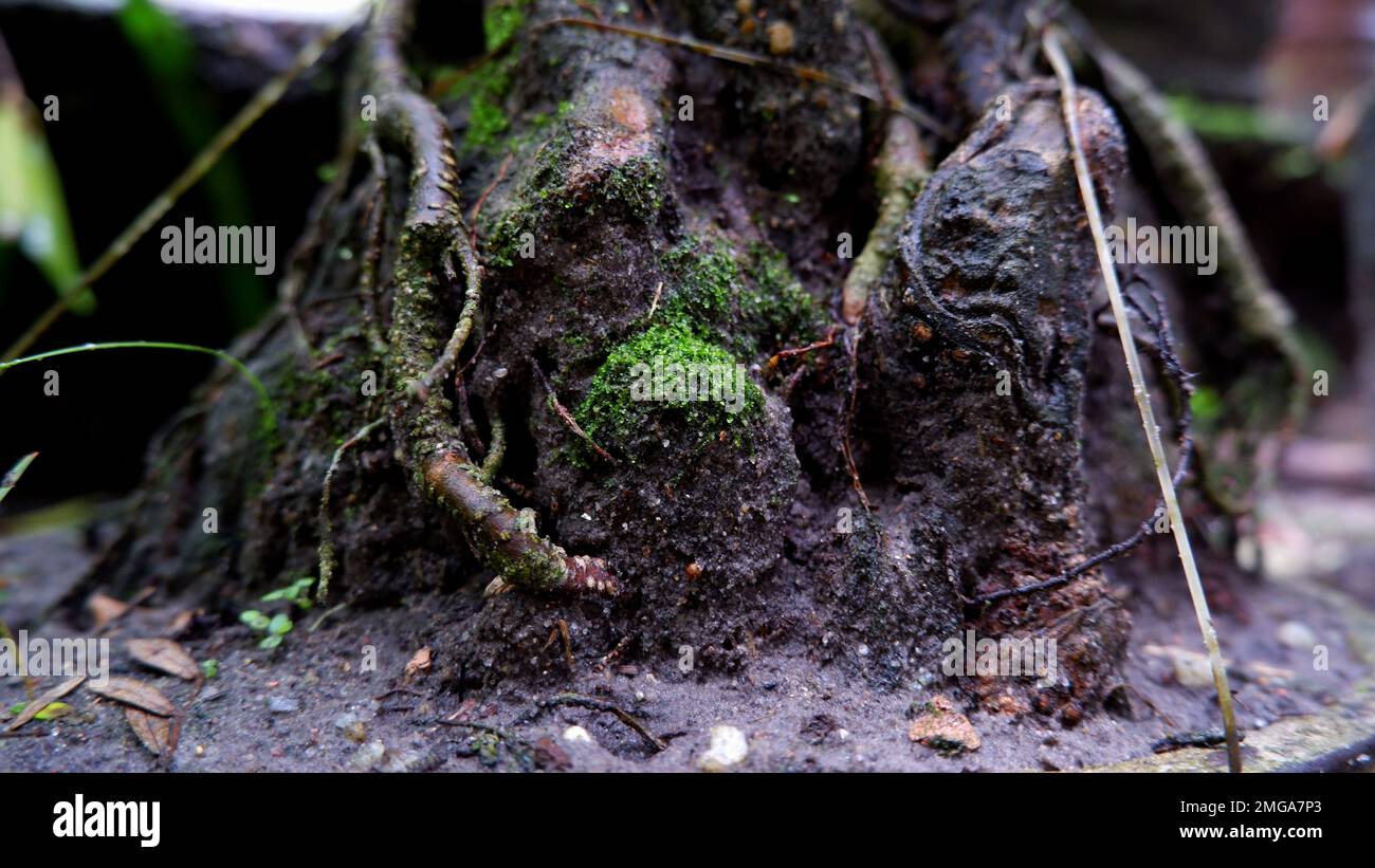 Close-up View Of The Roots And Lower Trunk Of A Bonsai Tree In A Pot ...