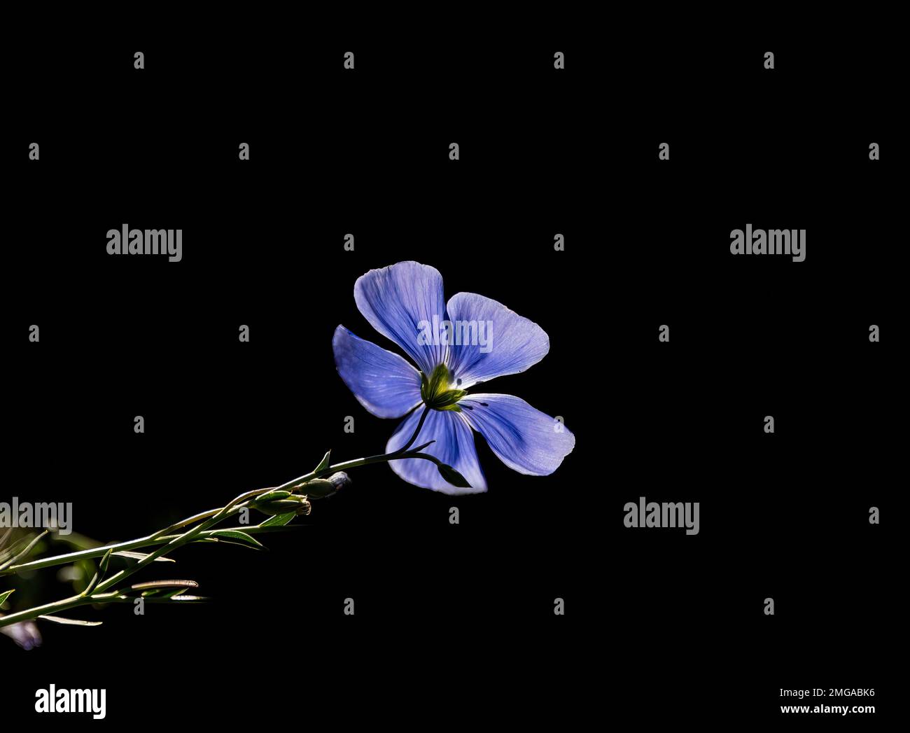 A Flax shows blue against a dark background Stock Photo - Alamy