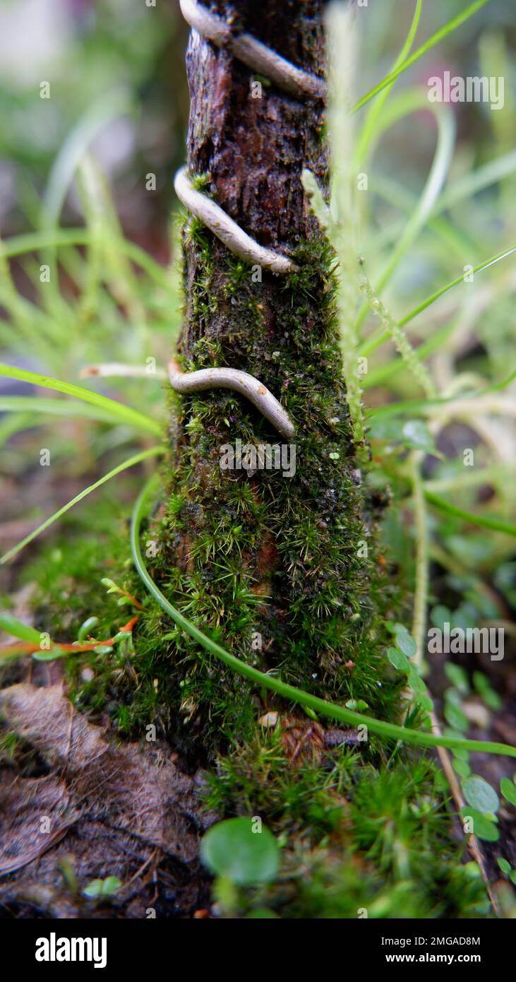The Base Of The Bonsai Tree Is Intertwined With Wire And Mossy Stock ...