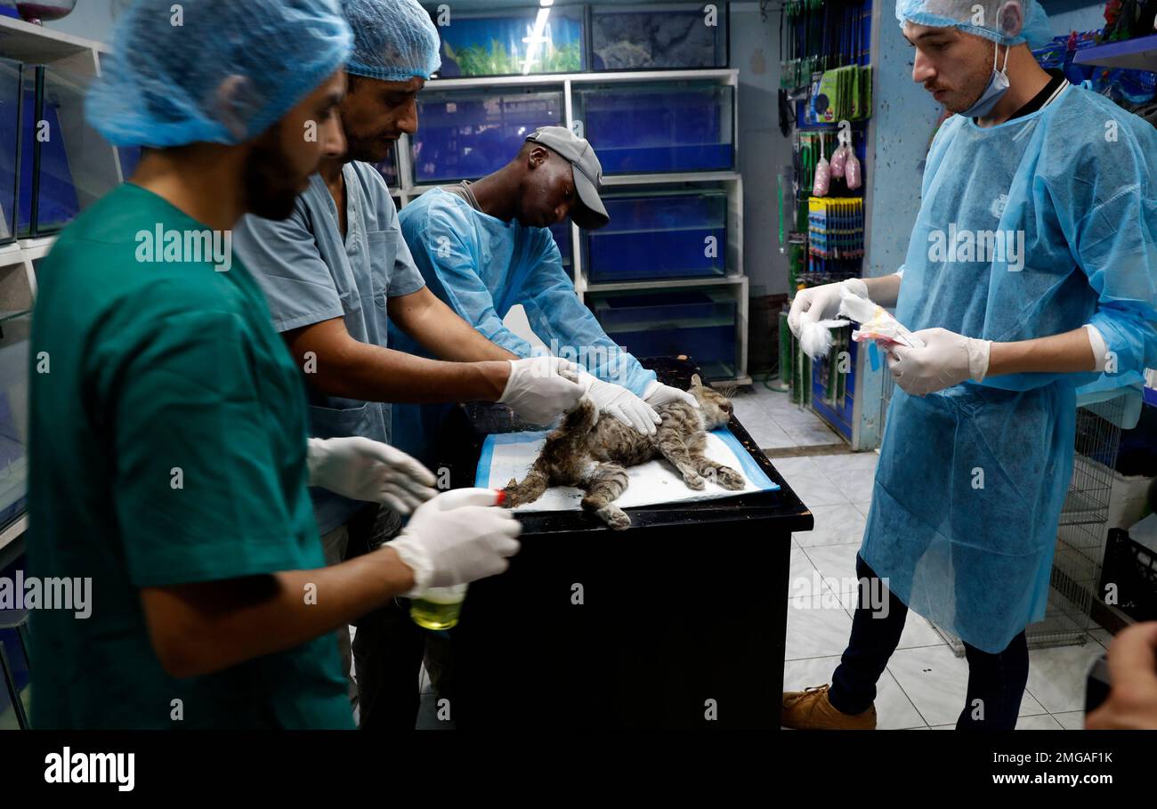 Palestinian veterinarians treat a cat at a clinic in Gaza City, Monday ...