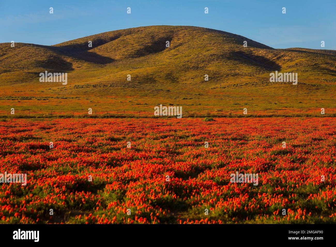 Poppy fields hi-res stock photography and images - Alamy