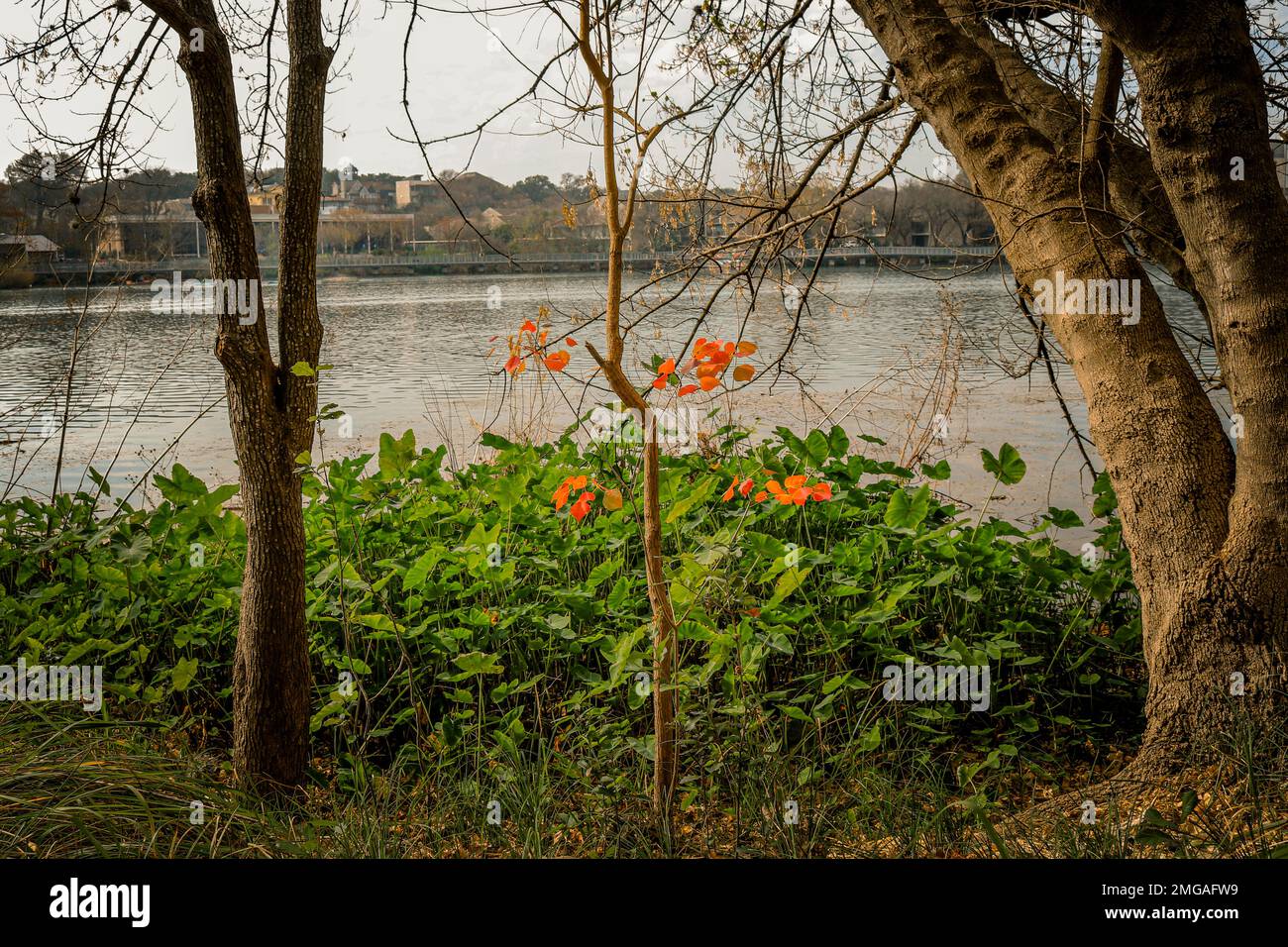 Lady bird johnson lake hi-res stock photography and images - Alamy