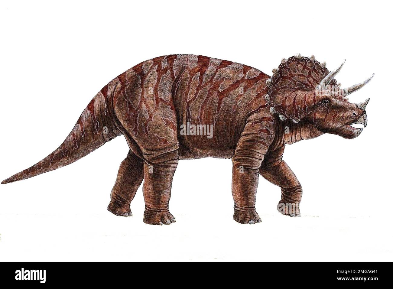 Triceratops dinosaurs dinosaur monster prehistoric monster hi-res stock ...