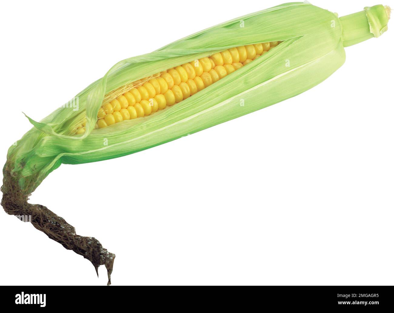 Sweet corn field Cut Out Stock Images & Pictures - Alamy