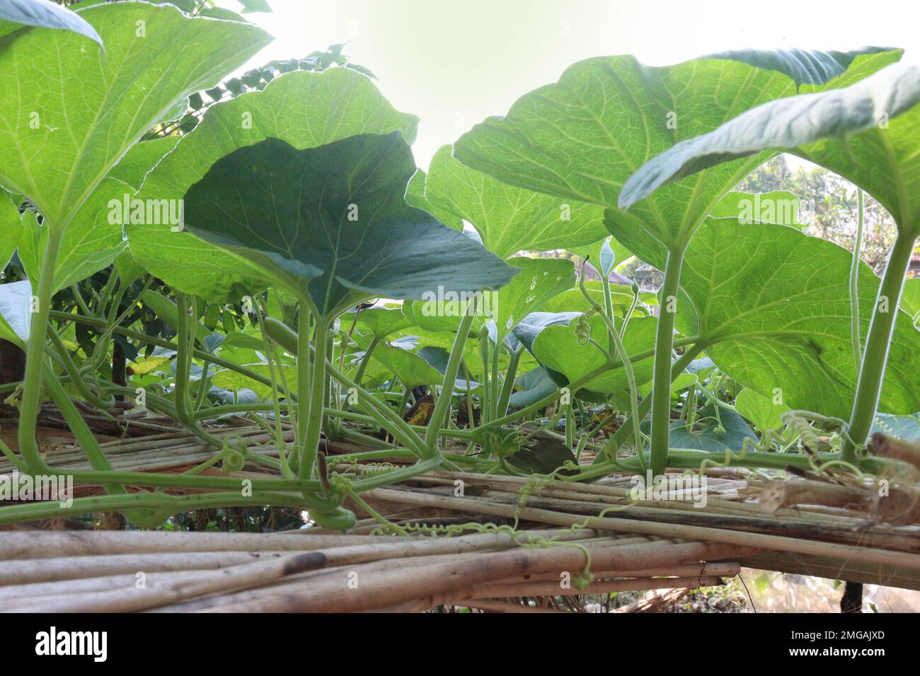 bottle guard farm on field for harvest Stock Photo - Alamy