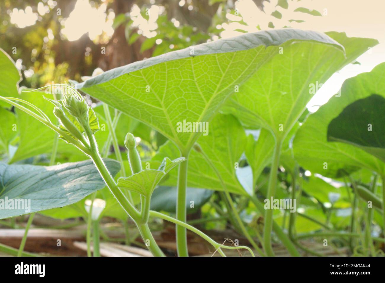 bottle guard farm on field for harvest Stock Photo - Alamy