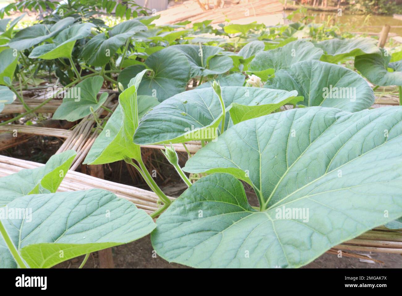 bottle guard farm on field for harvest Stock Photo - Alamy