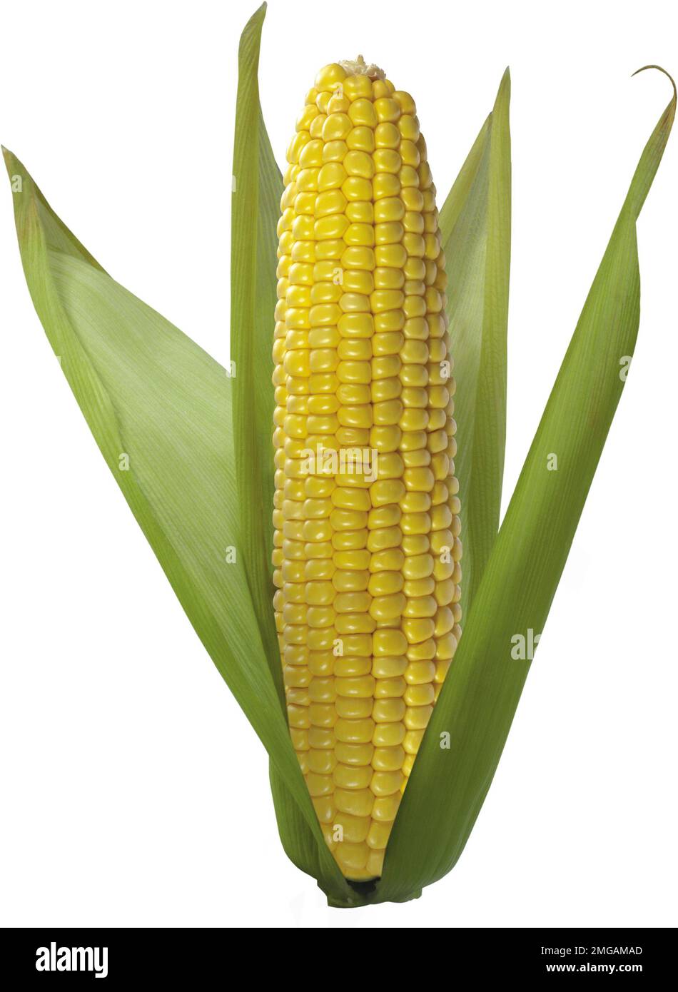 Sweet corn field Cut Out Stock Images & Pictures - Alamy