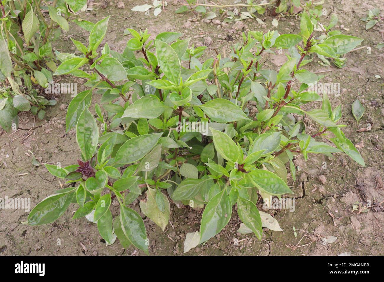 Basil tree hi-res stock photography and images - Alamy