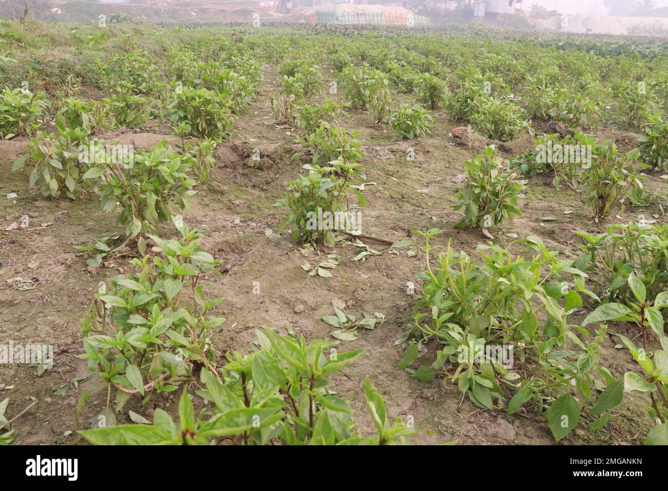 Lemon basil tree farm on field for harvest Stock Photo - Alamy