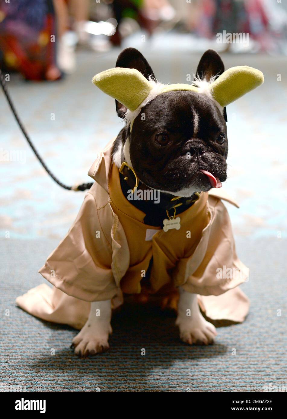 Rupert the French Bulldog attends day 2 of Comic-Con International on ...
