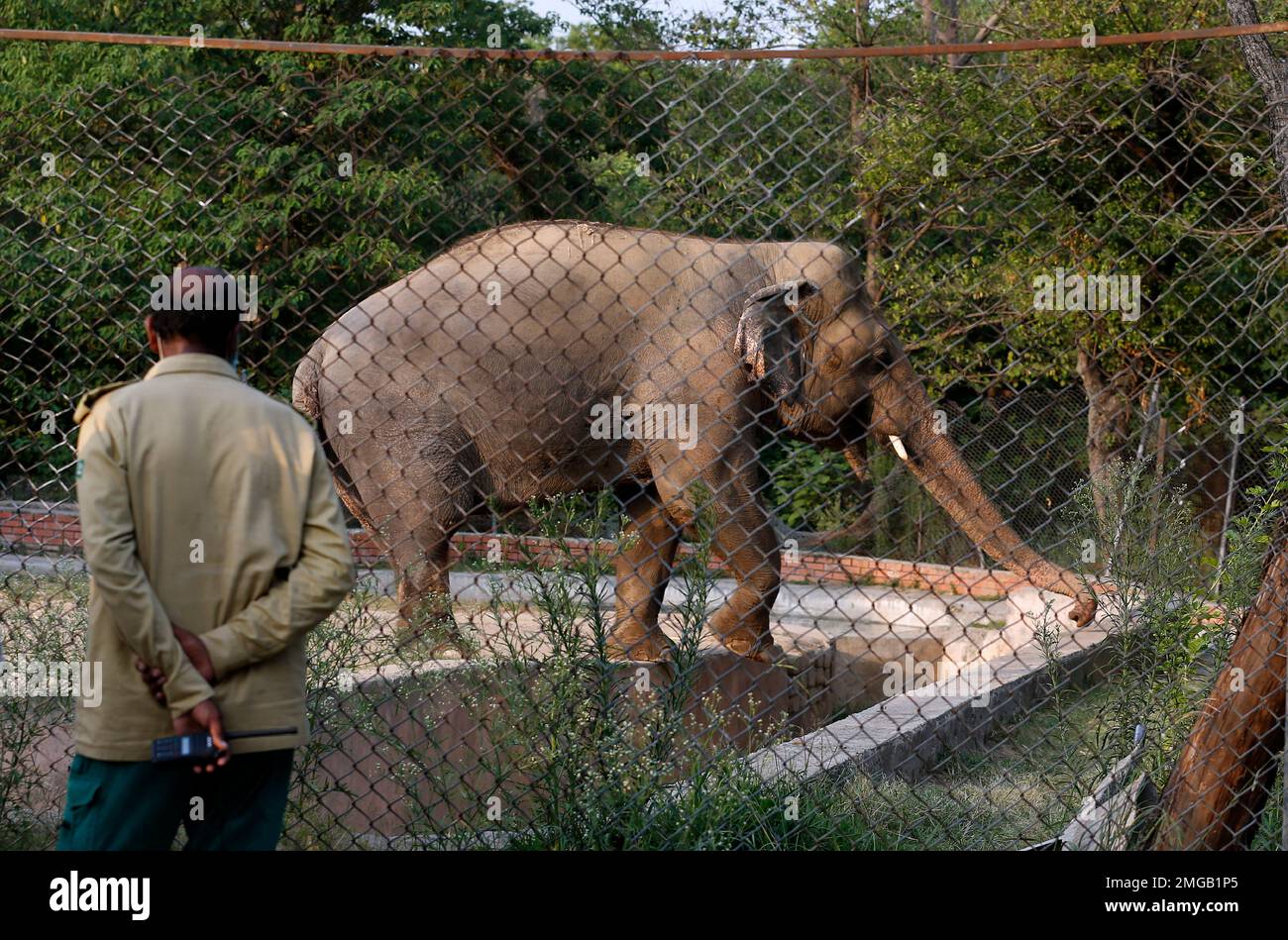 A wildlife official looks to an elephant 'Kaavan' in his enclosure at ...