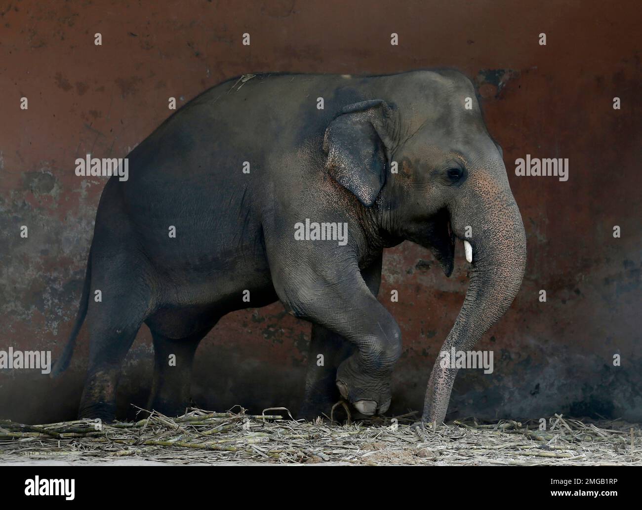 Elephant 'Kaavan' is seen in his enclosure at the Marghazar Zoo in ...