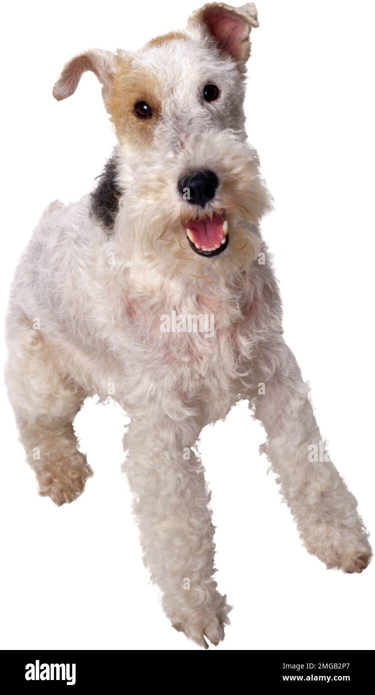 Cartoon style dog face Cut Out Stock Images & Pictures - Alamy