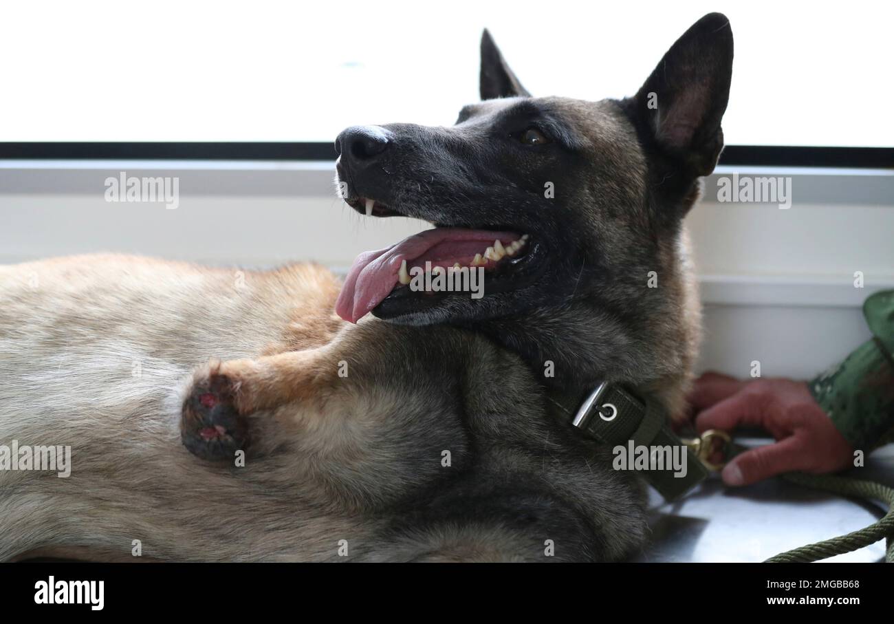 Iker, a Belgian Shepherd sniffer dog who lost his right leg while ...