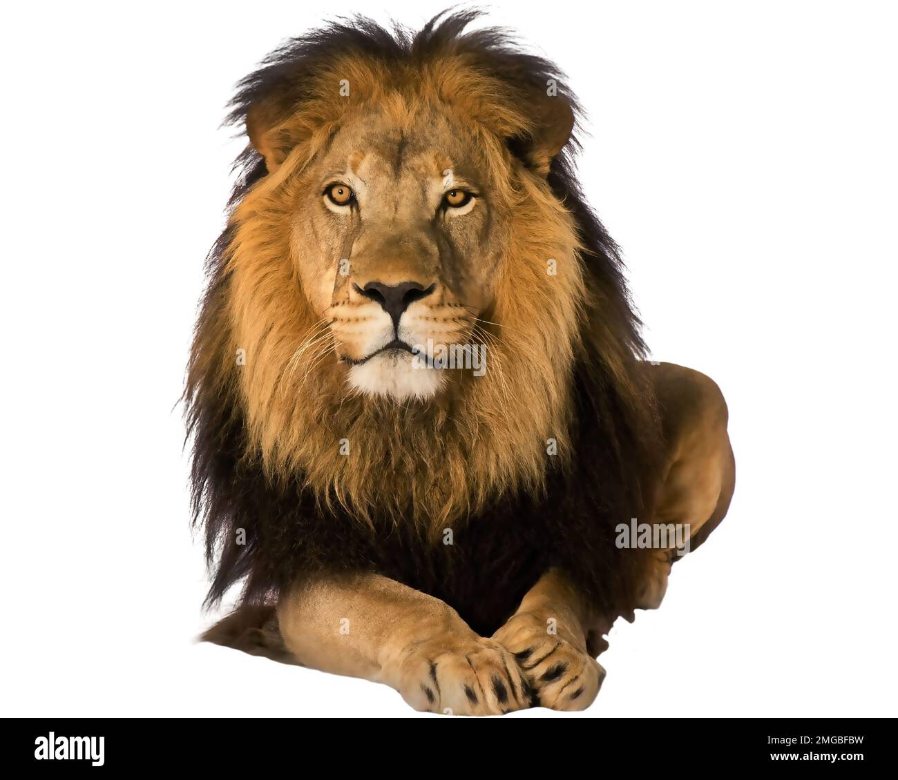 African lion face on Cut Out Stock Images & Pictures - Alamy