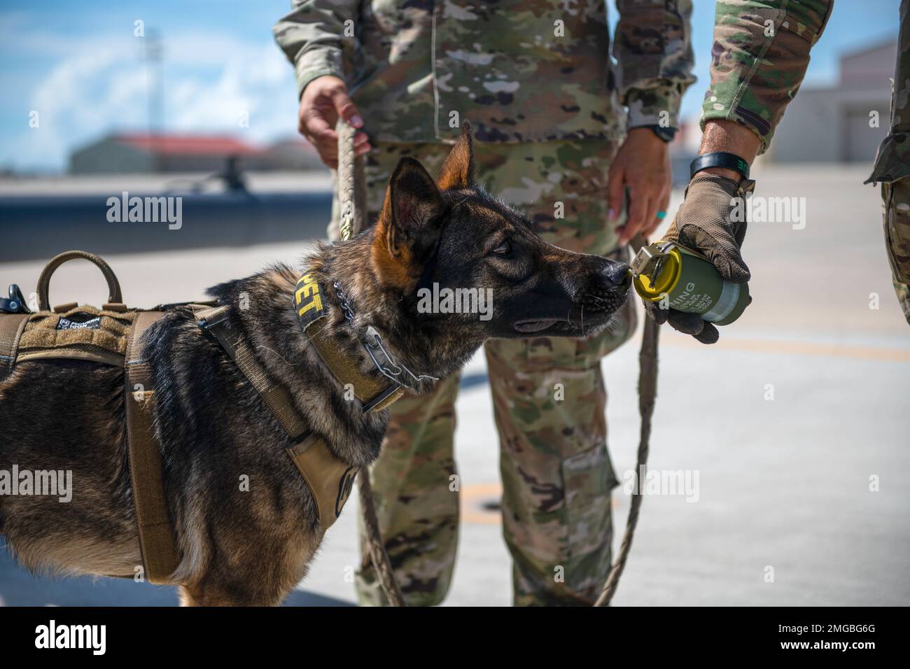 Debra, 45th Security Forces Squadron military working dog, sniffs a ...