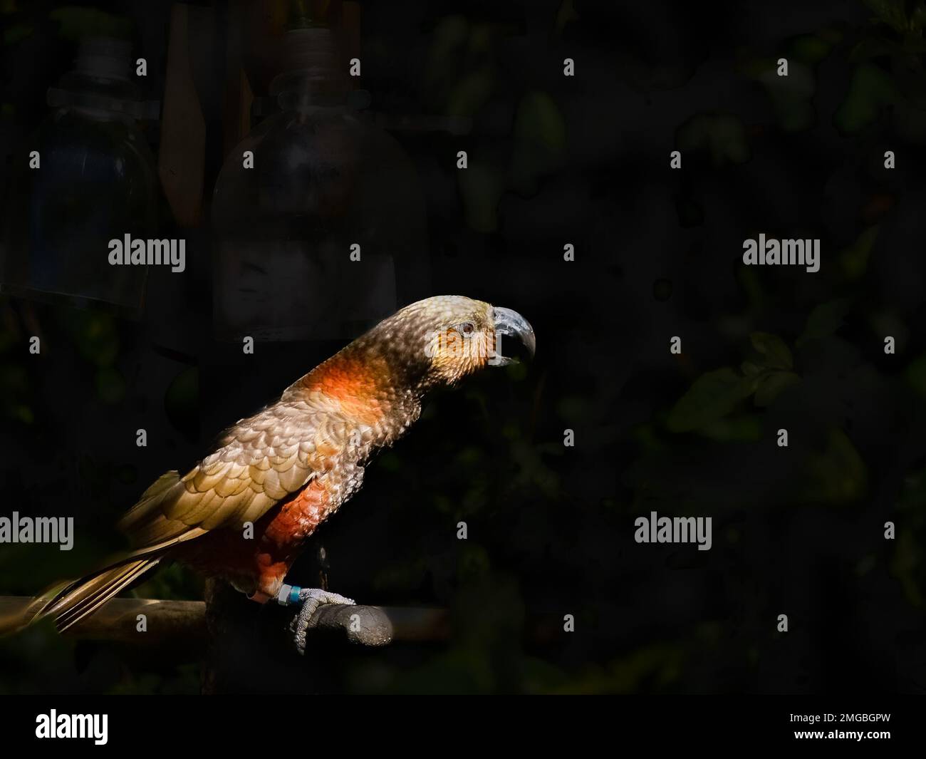 Kaka, New Zealand parrot on perch with beak open against dark ...