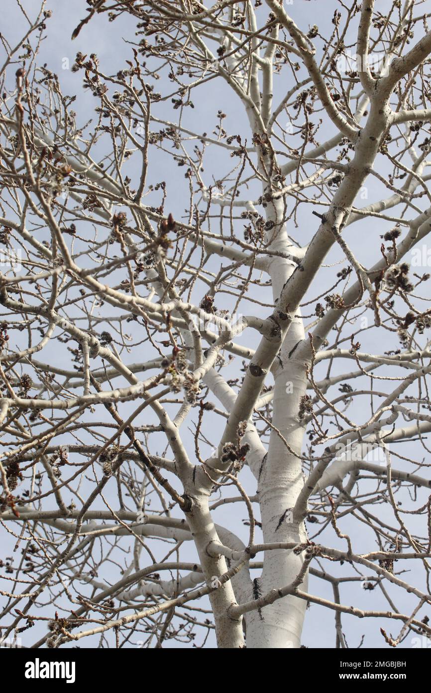 Aspen tree branches hi-res stock photography and images - Alamy