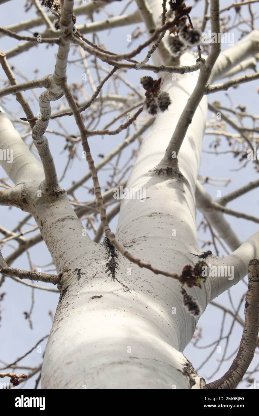 Aspen tree branches hi-res stock photography and images - Alamy