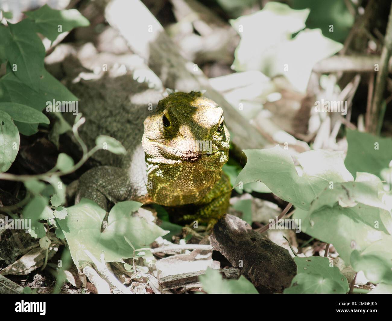 Tuatara lizard peering from shady spot in greenery in New Zealand Stock ...