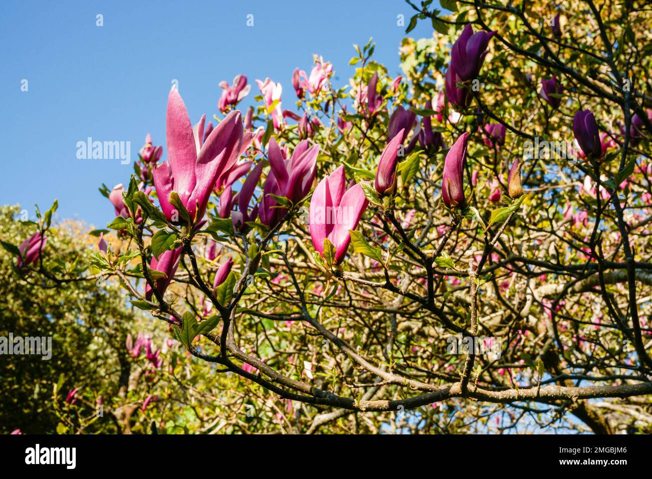 Magnolia x soulangeana susan hi-res stock photography and images - Alamy