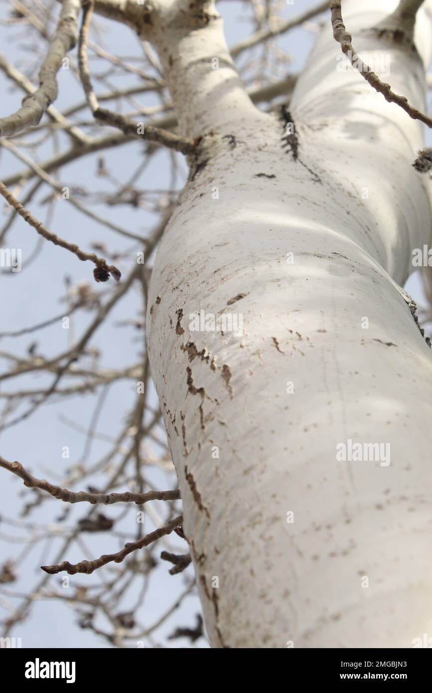 Leafless tree trunk branches hi-res stock photography and images - Alamy