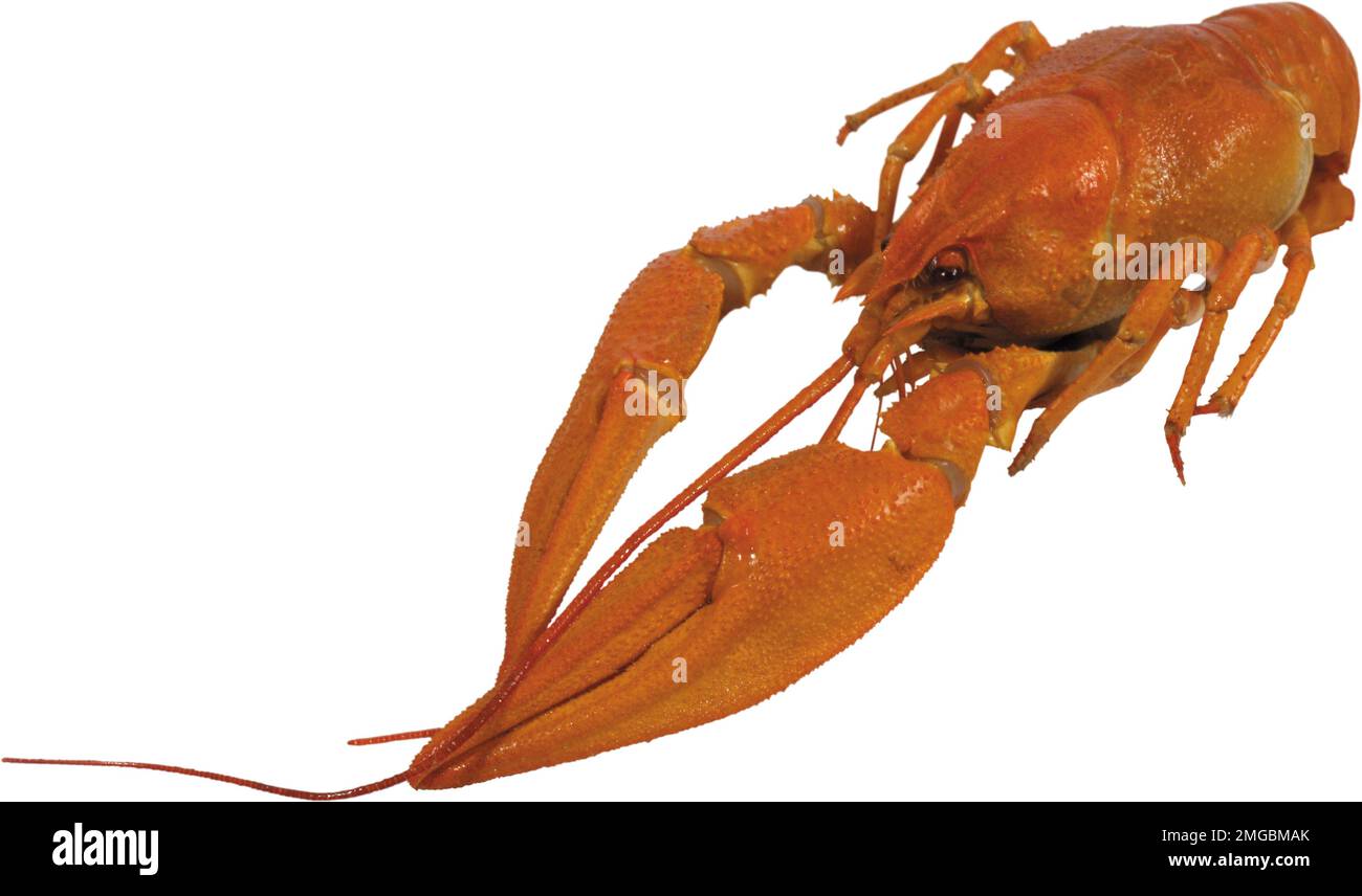 crabs isolated on white background Stock Photo - Alamy