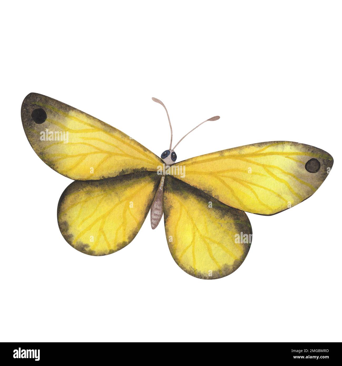 Yellow and black butterfly with detailed wings isolated on white ...
