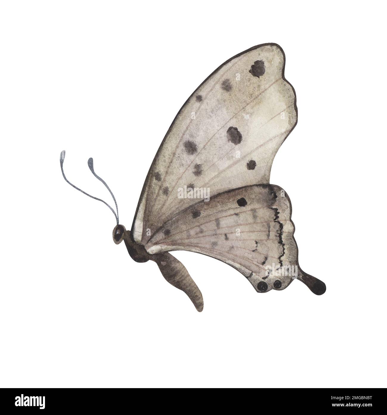 Fly insect poster vintage Cut Out Stock Images & Pictures - Alamy