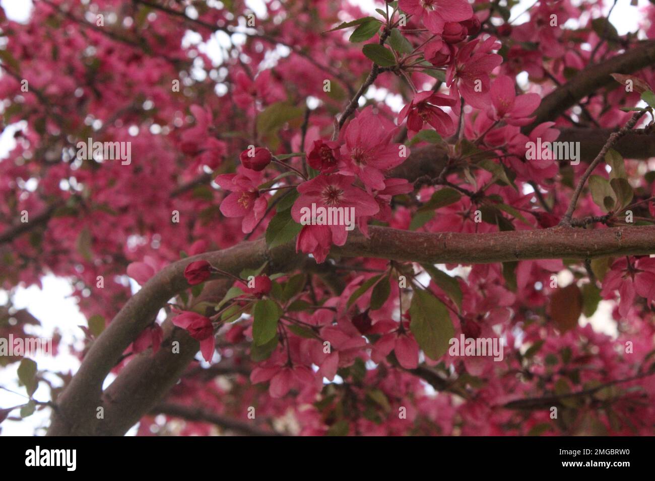 Pretty in pink blossoms Stock Photo - Alamy