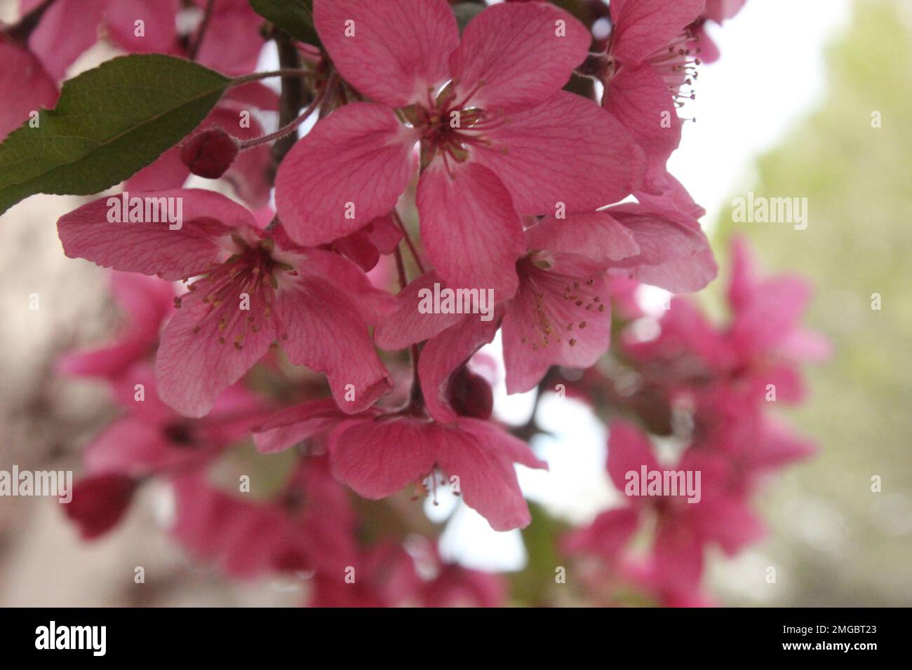 Pretty in pink blossoms Stock Photo - Alamy