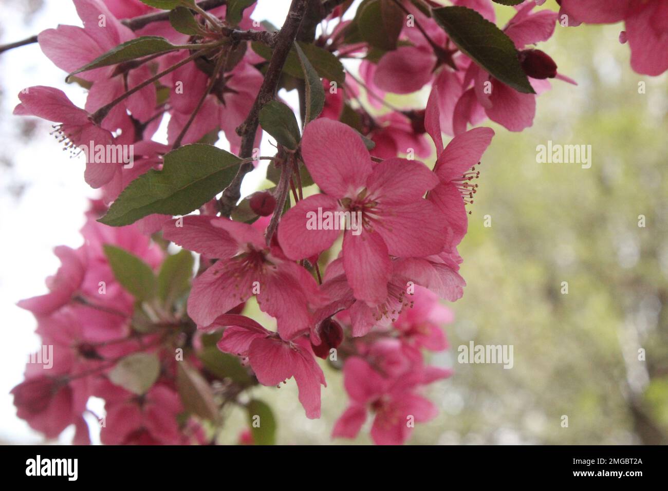 Pretty in pink blossoms Stock Photo - Alamy