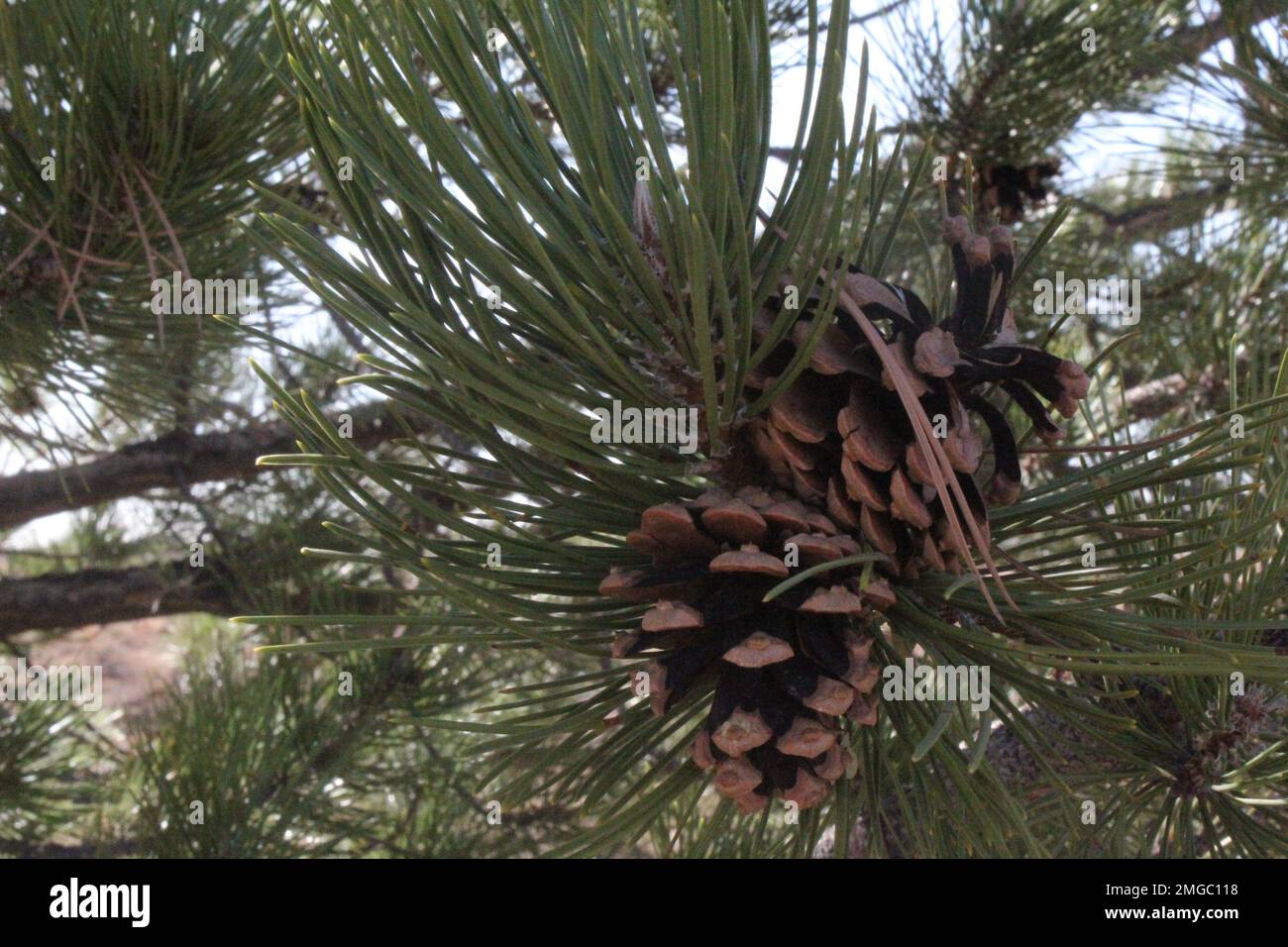 Pinecones in a bushy spikey pine tree Stock Photo - Alamy