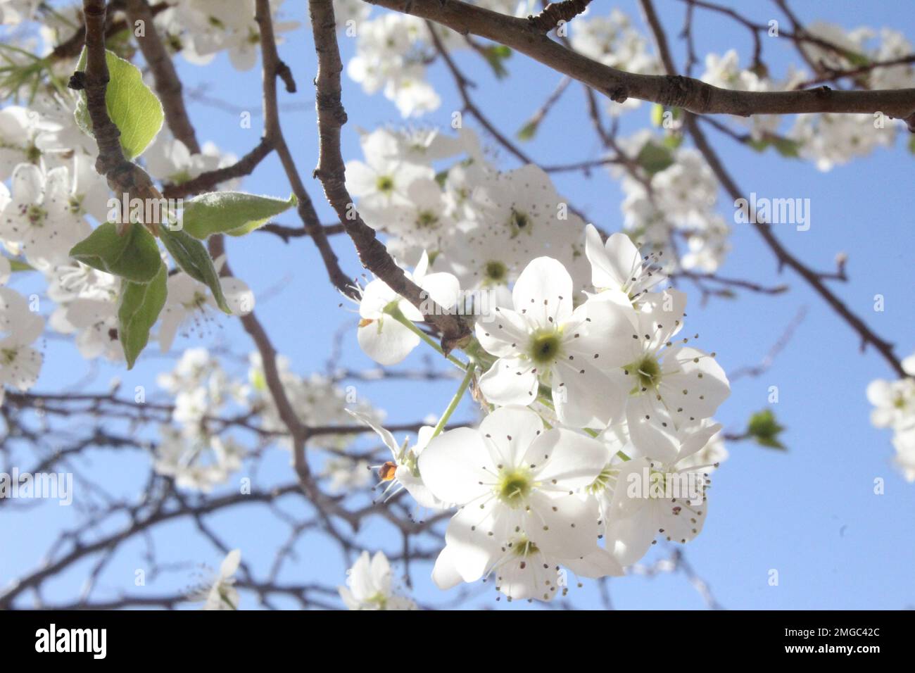 Little white popcorn tree blossoms Stock Photo - Alamy