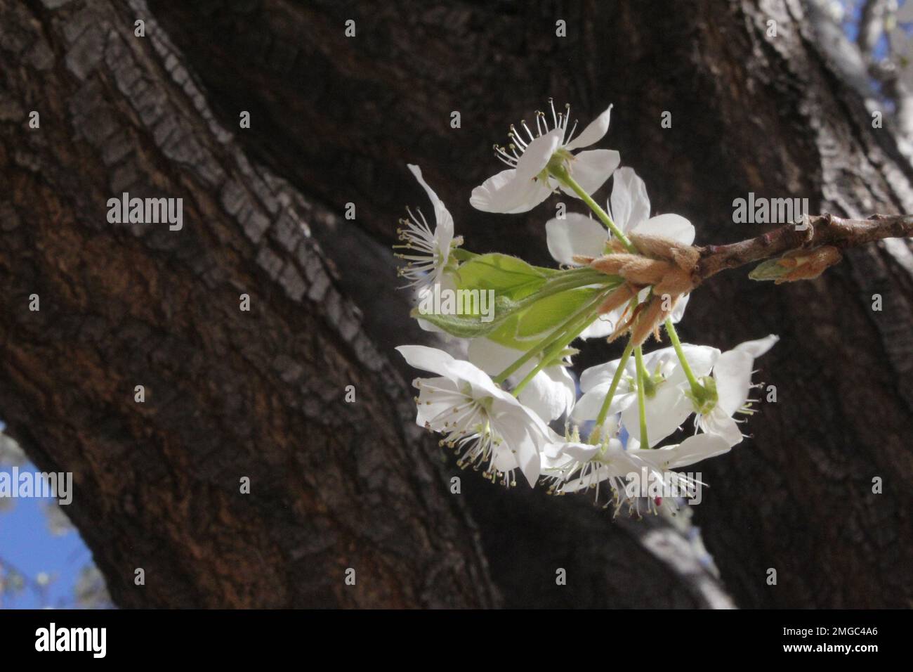 Little white popcorn tree blossoms Stock Photo - Alamy